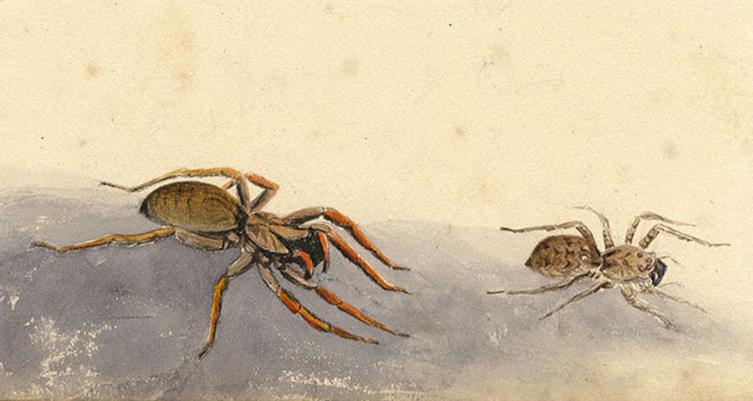 Madeira Wolf Spiders, Hogna Maderiana Tarantulas – 1862 Watercolour ...
