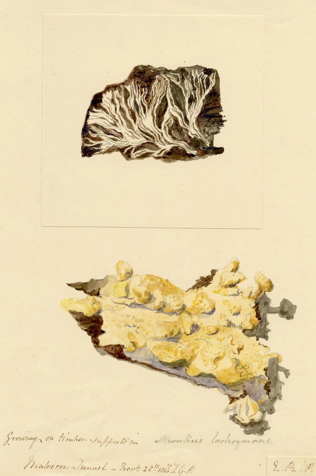 Fungus Merulius (serpula) Lacrymans Dry Rot Watercolour Painting 1860 E ...