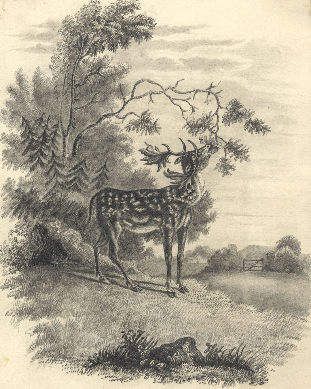 Ellen Shuttleworth, Fallow Deer – Original Early 19th-century Graphite ...