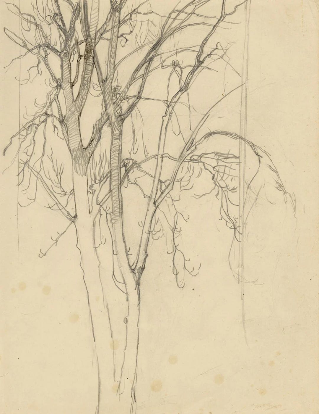 Eleanor Hughes RI Graphite Drawing 1920 Tree Study Original - Etsy
