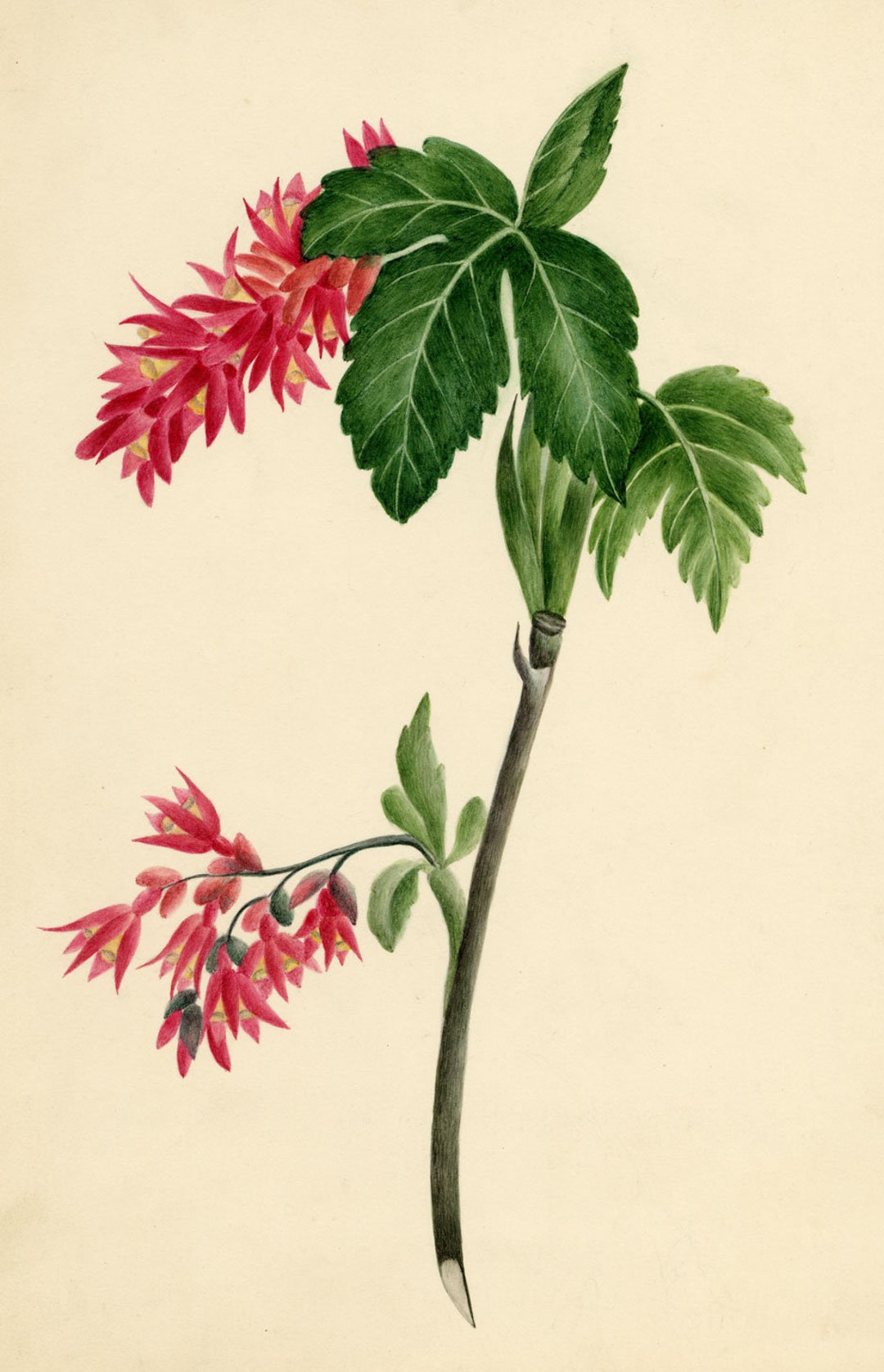 Quassia Amara Flower Watercolour Painting 1830s Original - Etsy