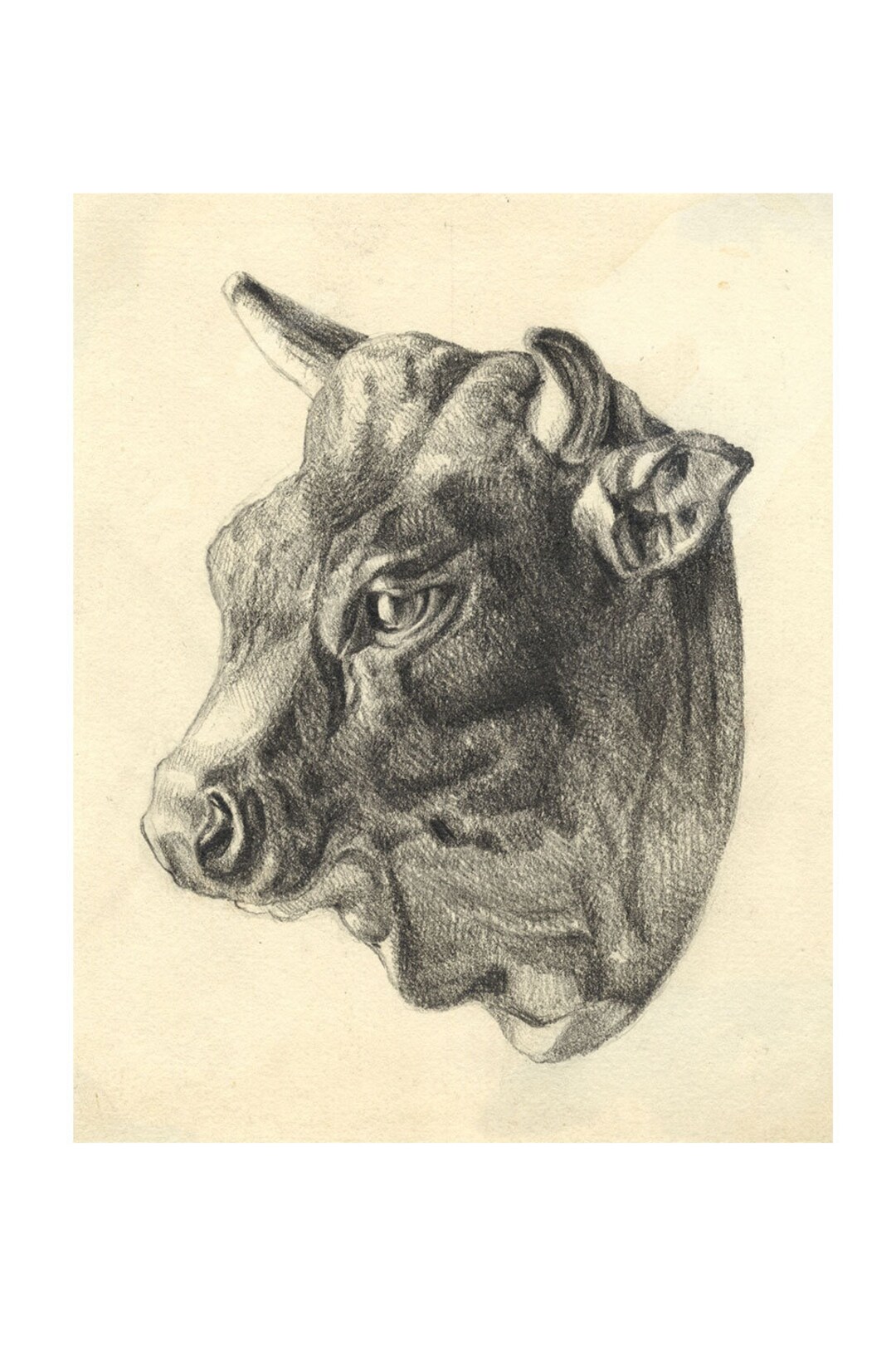 Bull's Head Original Early 19th-century Graphite Drawing - Etsy