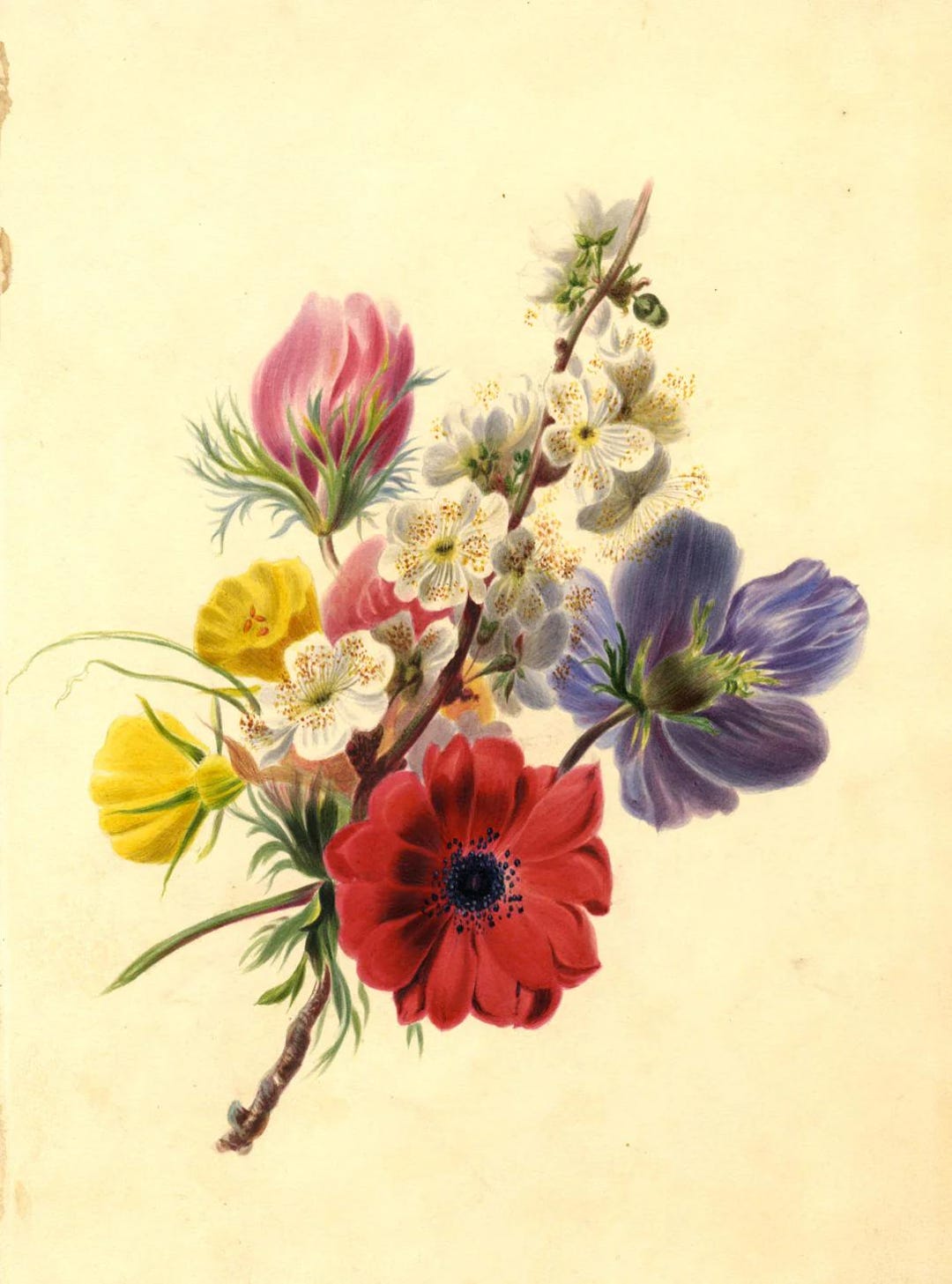 Hawthorn Blossom With Anemone Flower Posy Watercolour Painting Mid 19th ...