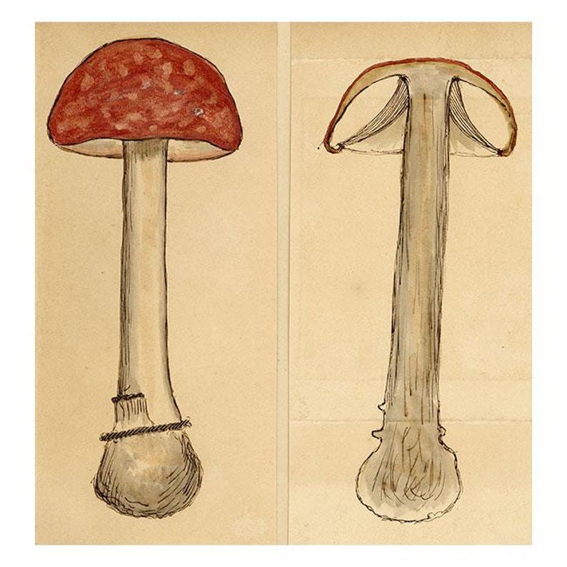 J.R.C., the Sickener Fungus – Original 19th-century Mycology Drawing - Etsy