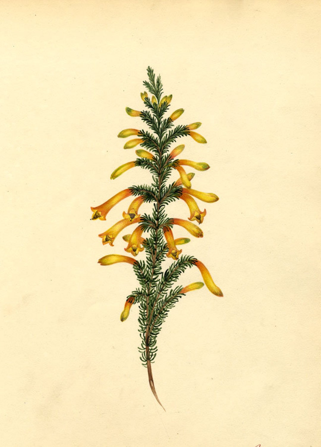 Thwaites, Erica Curviflora Heather Flower Study - 1814 Watercolour ...