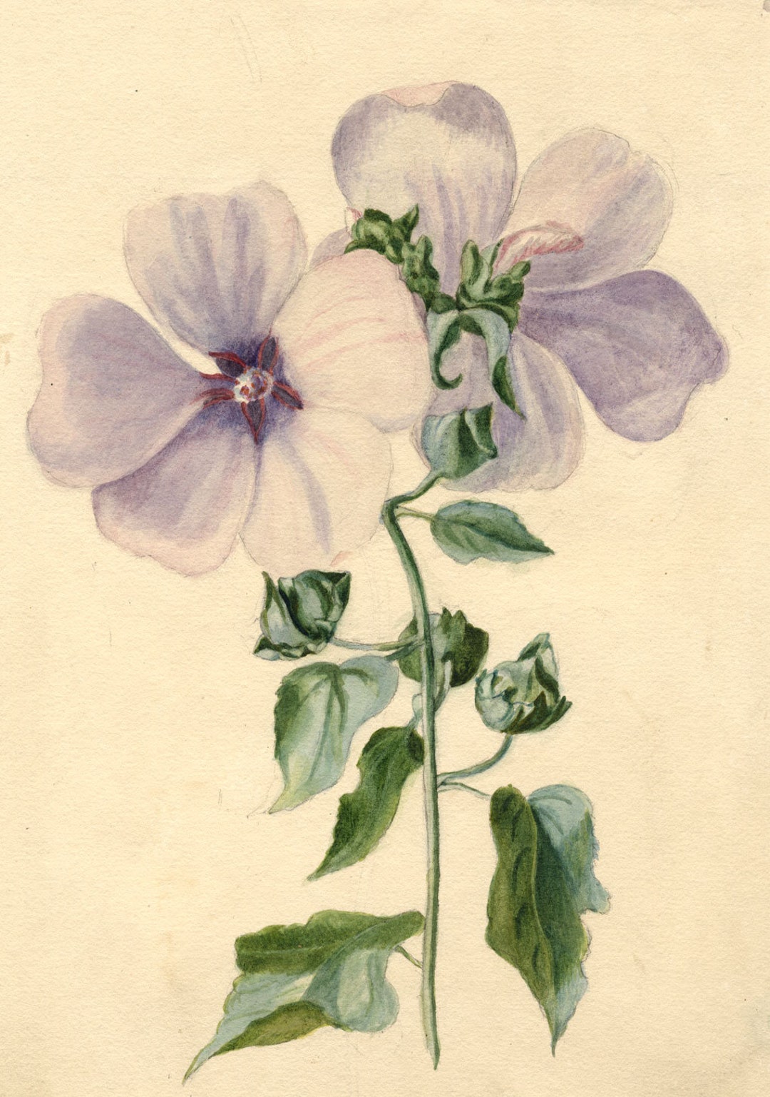 E.A. Capel Cure, Pale Blue Periwinkle Flower Late 19th-century ...