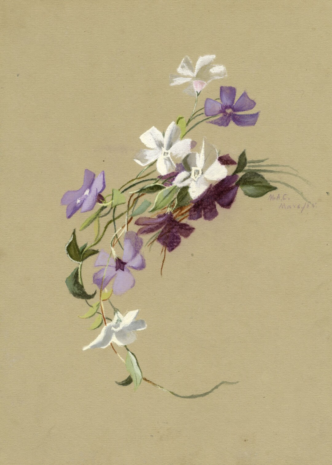 M.A. Catto Periwinkle Flowers Original 1885 Gouache - Etsy