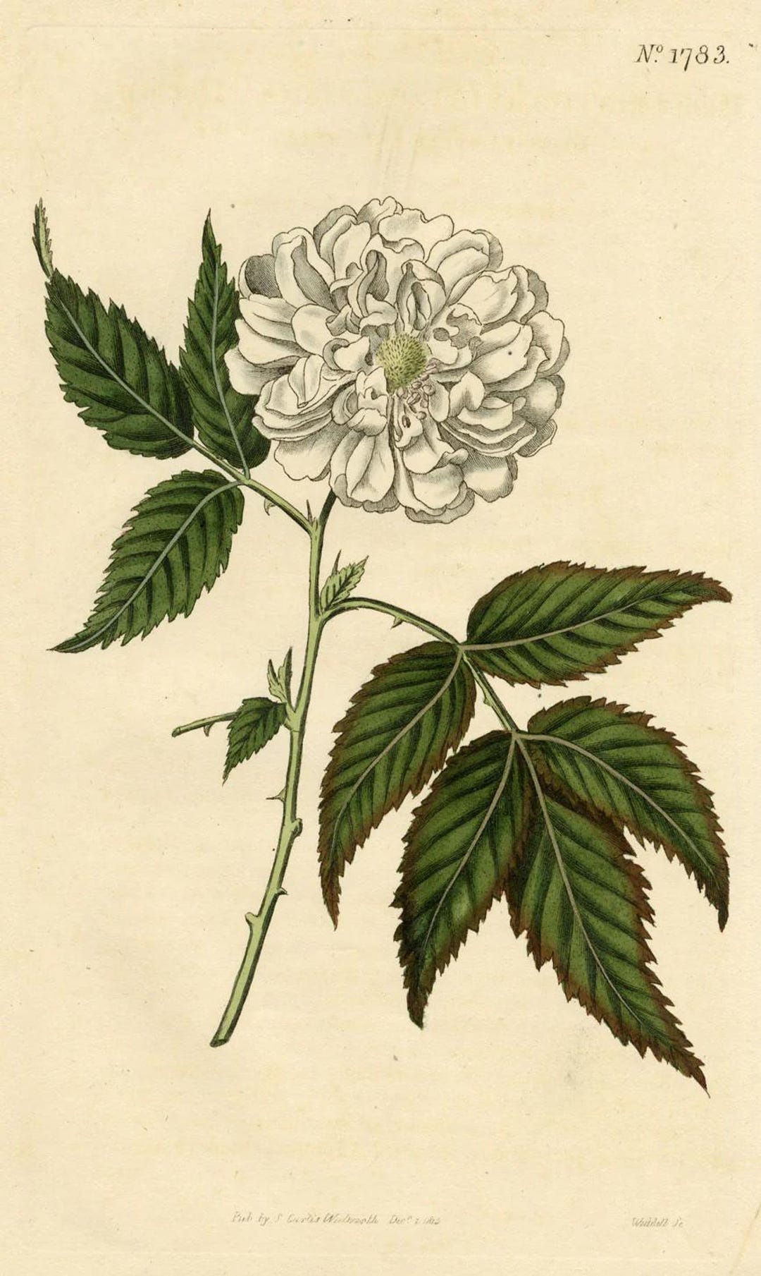 Double Rose-leaved Bramble (rubus Rosefolius Coronarius) Engraving ...