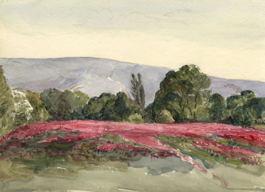 Red Clover, Fryern Original 1905 Watercolour Painting - Etsy