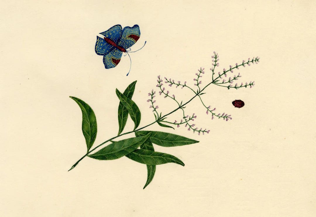 Butterfly Ladybird & Flower Watercolour Painting 1828 Original - Etsy