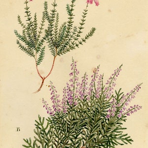 C.F. Newall, Cross-leaved Heath & Heather Original 1912 Watercolour ...