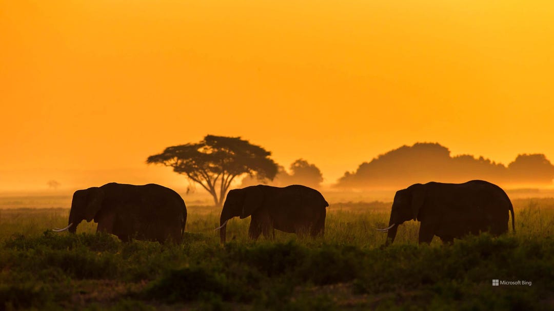 Elephants on the African Prairie at Sunset - Etsy