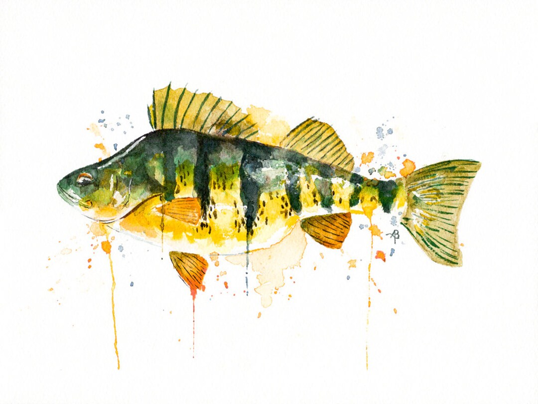 Fish Watercolor Painting, Yellow Perch Art Print - Etsy