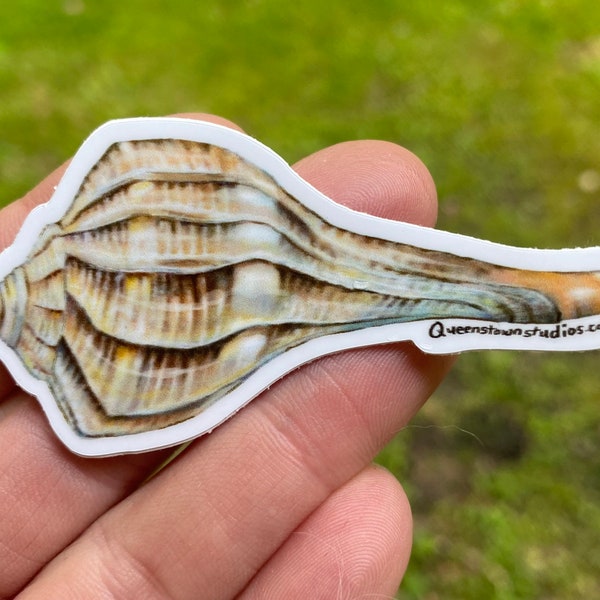 Florida Whelk Shell - Etsy