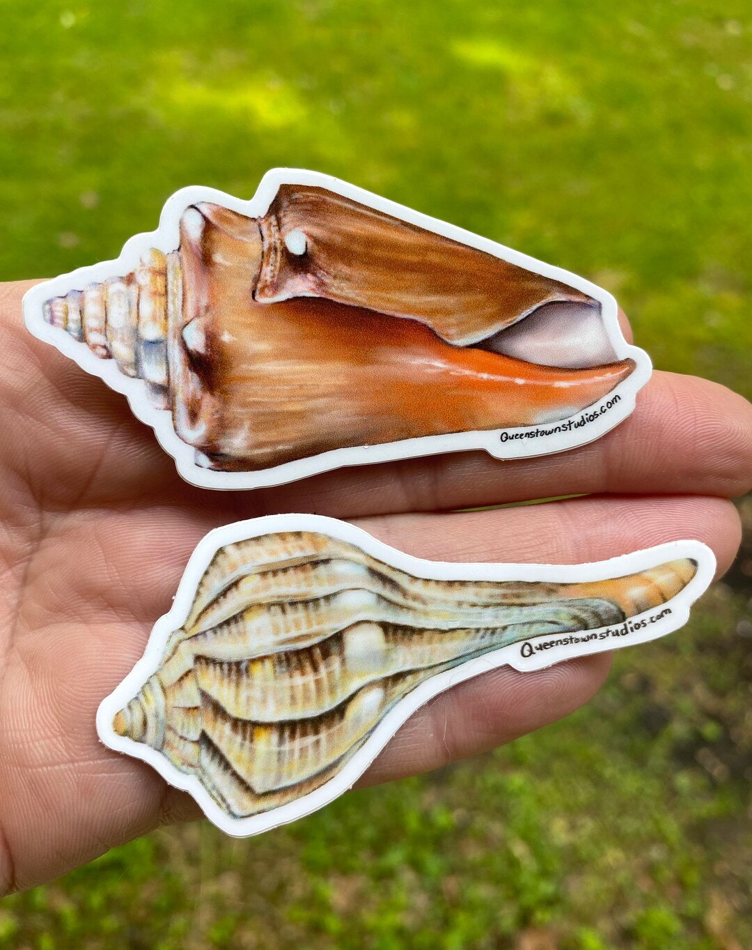 Beach Combing Shell Sticker, Conch Sticker, Florida Shell Decal ...