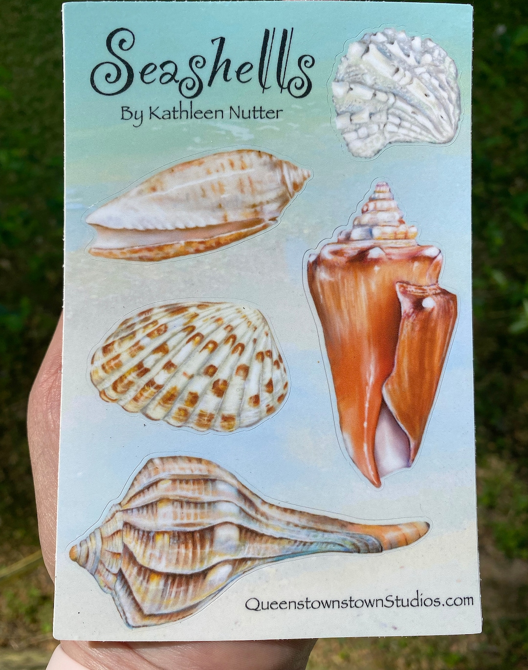 Seashells Vinyl Sticker Pack Featuring Detailed Hand Drawn Shells From ...