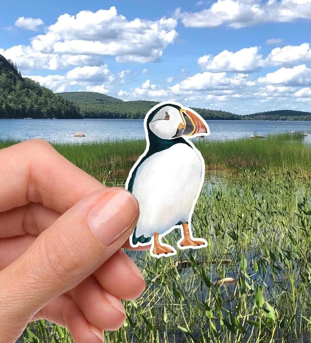 Cute Atlantic Puffin Vinyl Sticker, for Laptop Skin, Waterbottle, Phone ...