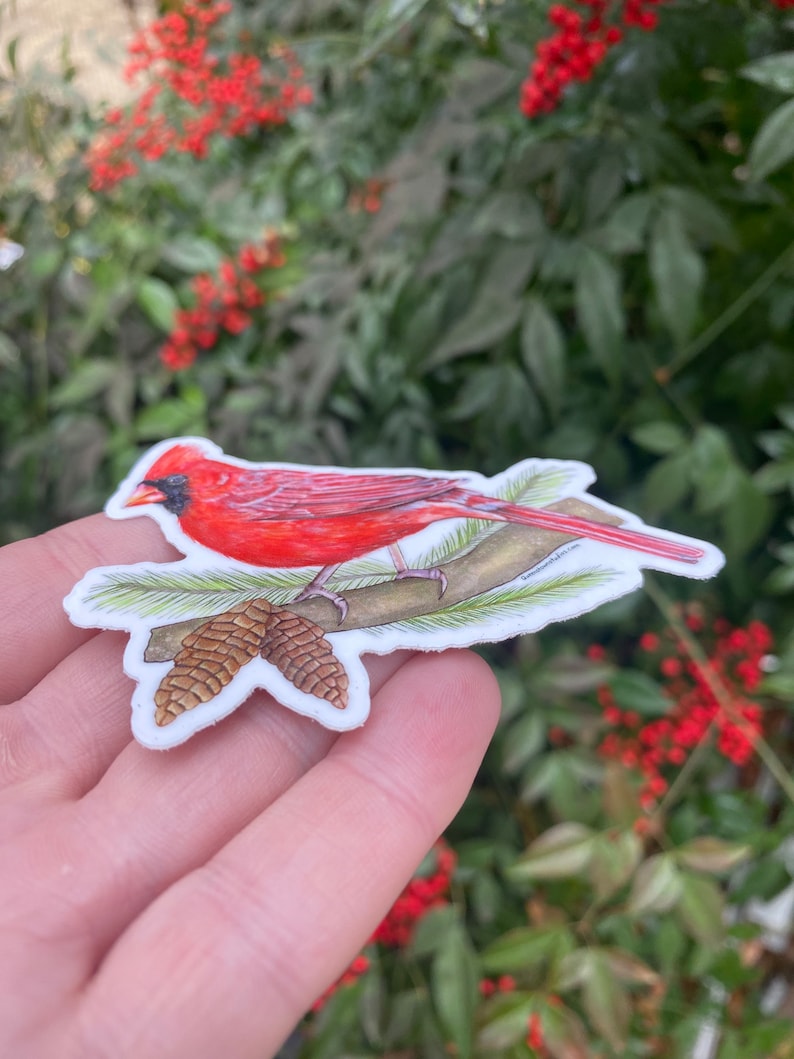 Red Cardinal Bird Vinyl Sticker, Bird Watching Gift, Birding Gifts ...