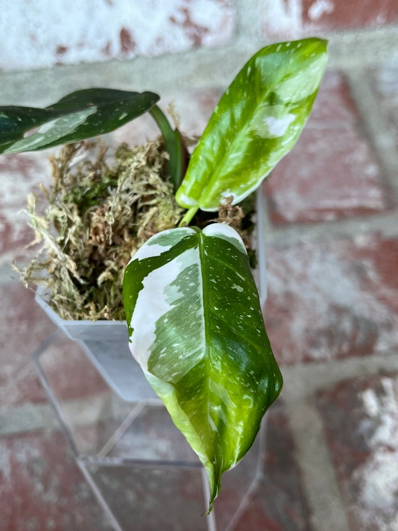 Philodendron White Princess - Etsy