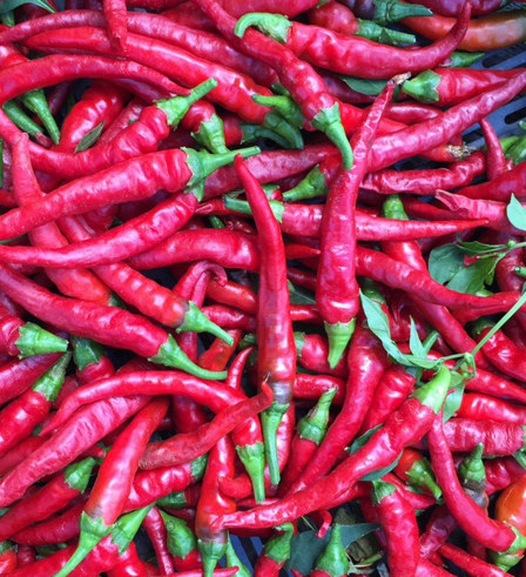 Cayenne Pepper Seeds. Package of 12 Seeds. Free USPS Shipping to US ...