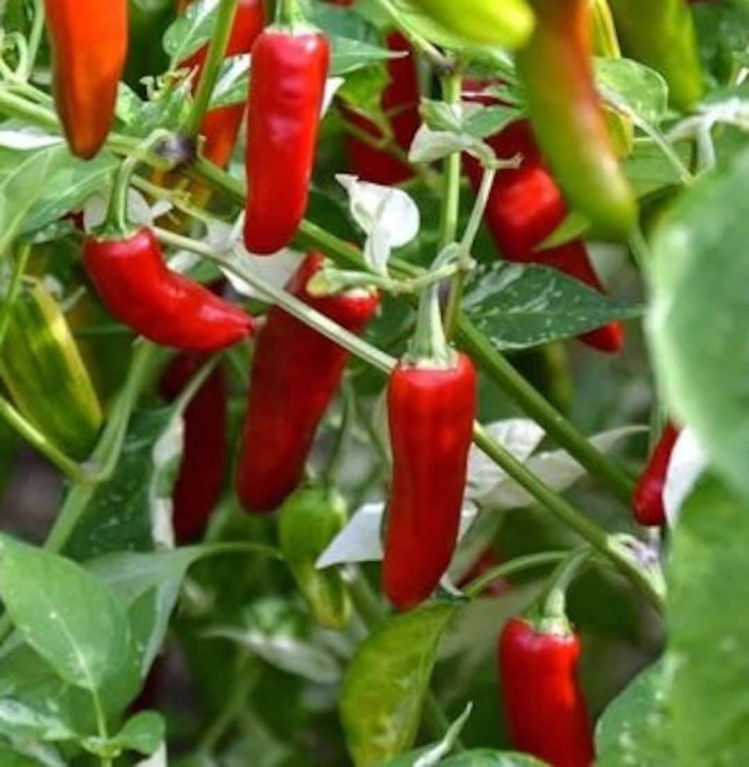 Serrano Pepper Seeds. Package of 12 Seeds. Free USPS Shipping to US ...