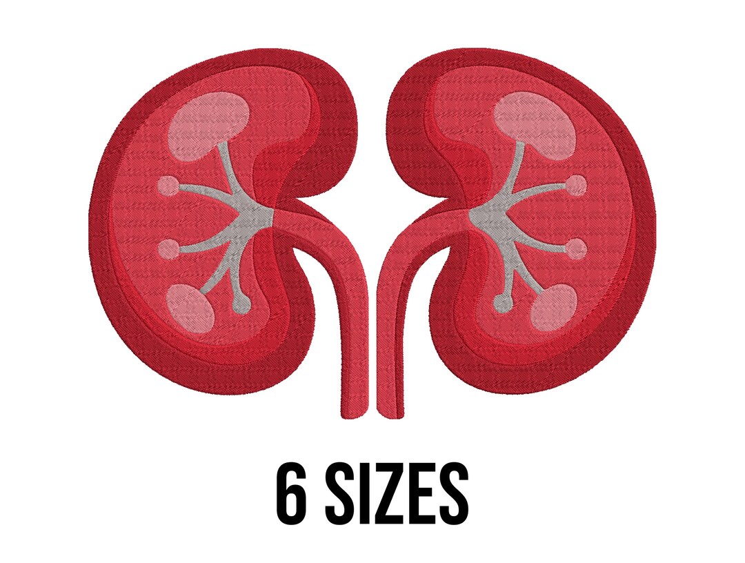 Kidneys Bundle Embroidery Design - Kidneys Embroidery Files - Human ...