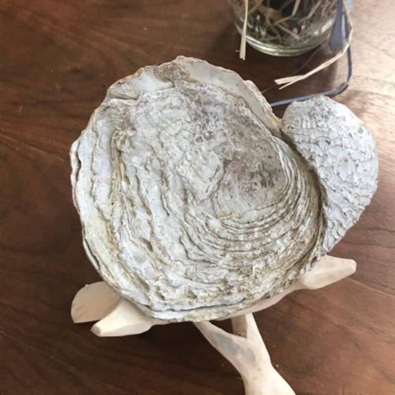 Giant Oyster Fossil Very Natural Ammonite Disc Fossil Conch Specimen ...