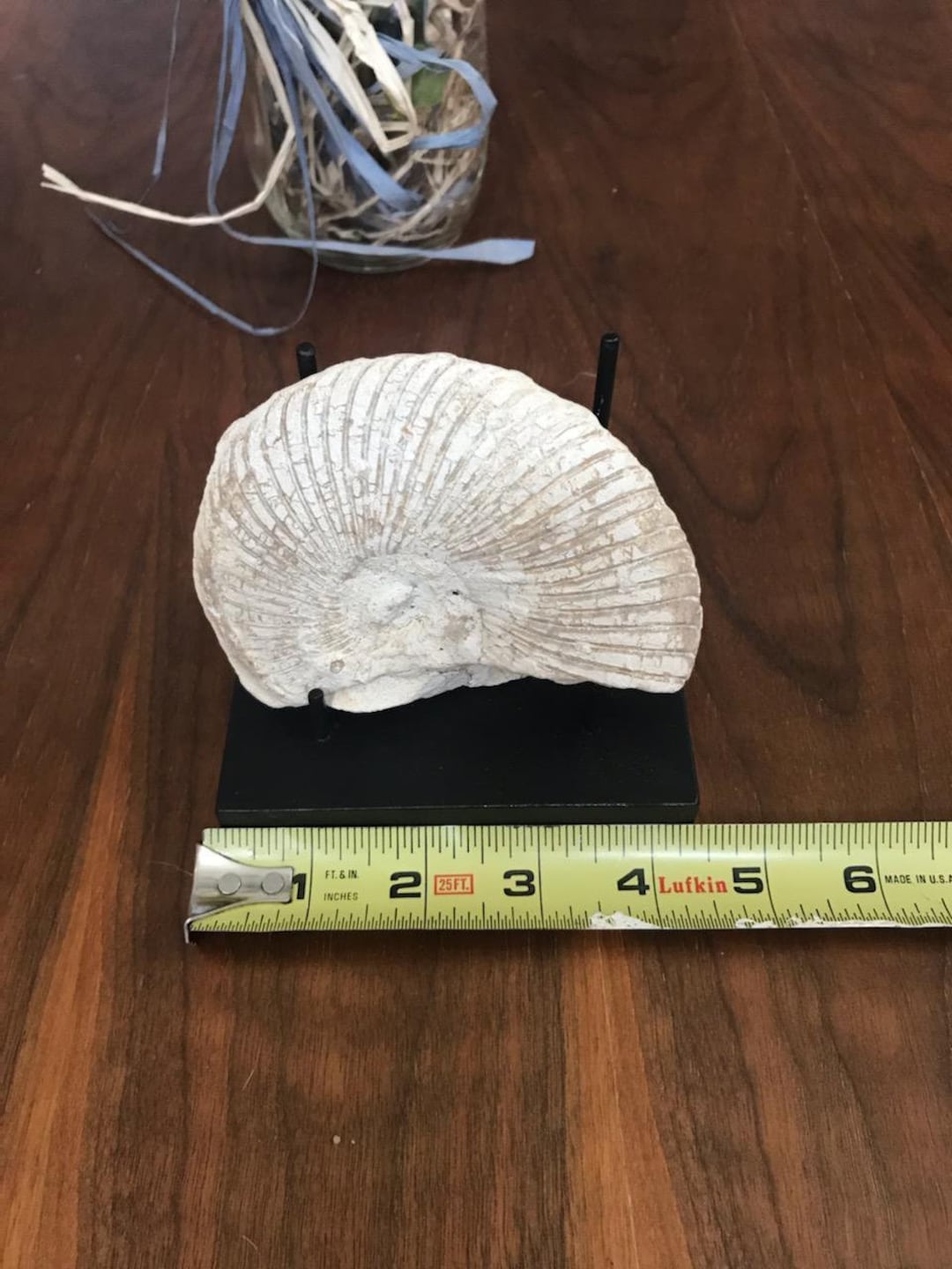 Very Nice Fossil Specimen | Natural Ammonite Disc Fossil Conch Specimen ...