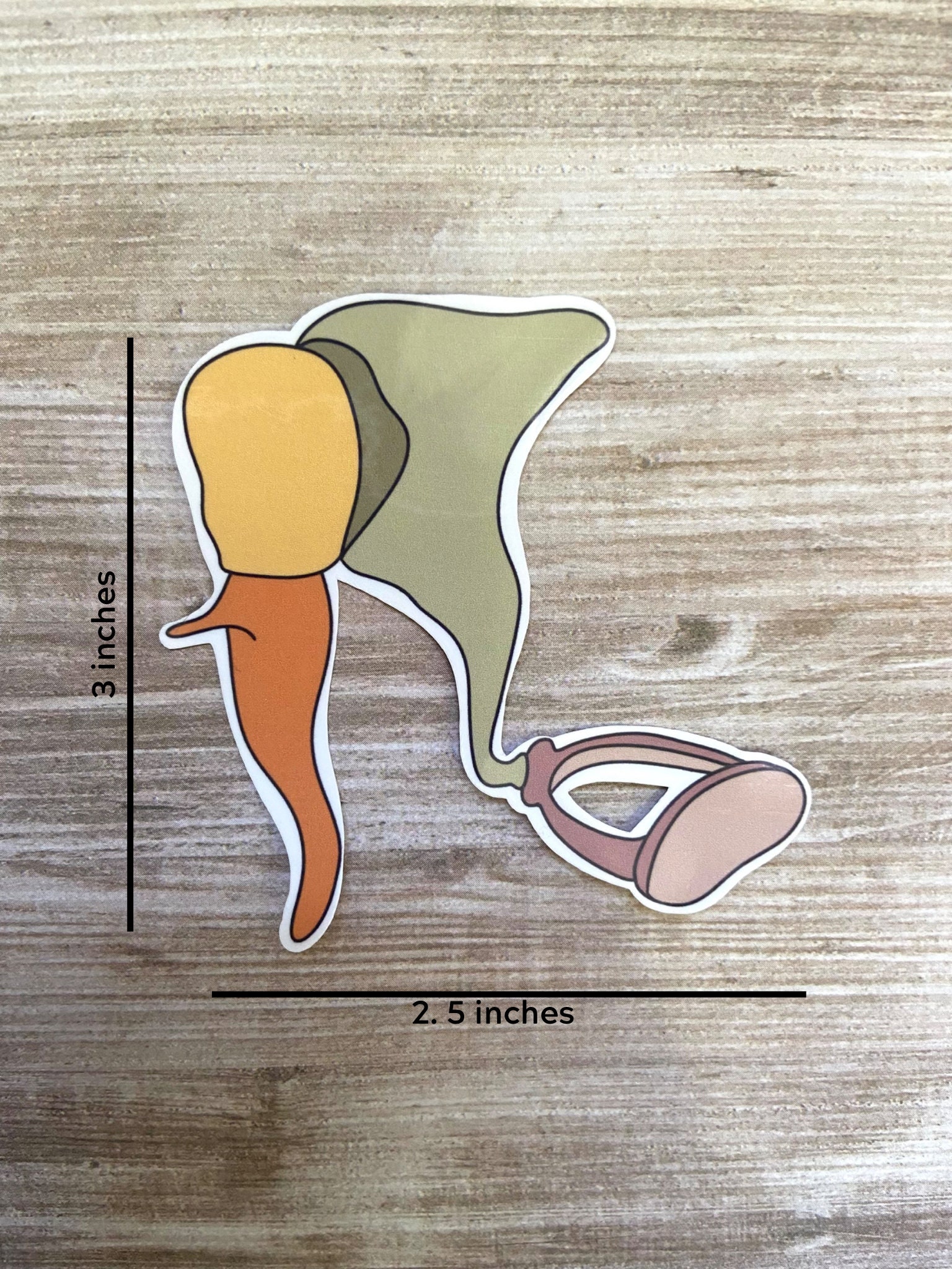 Ossicle Anatomy Sticker Audiology Hearing Loss Middle - Etsy