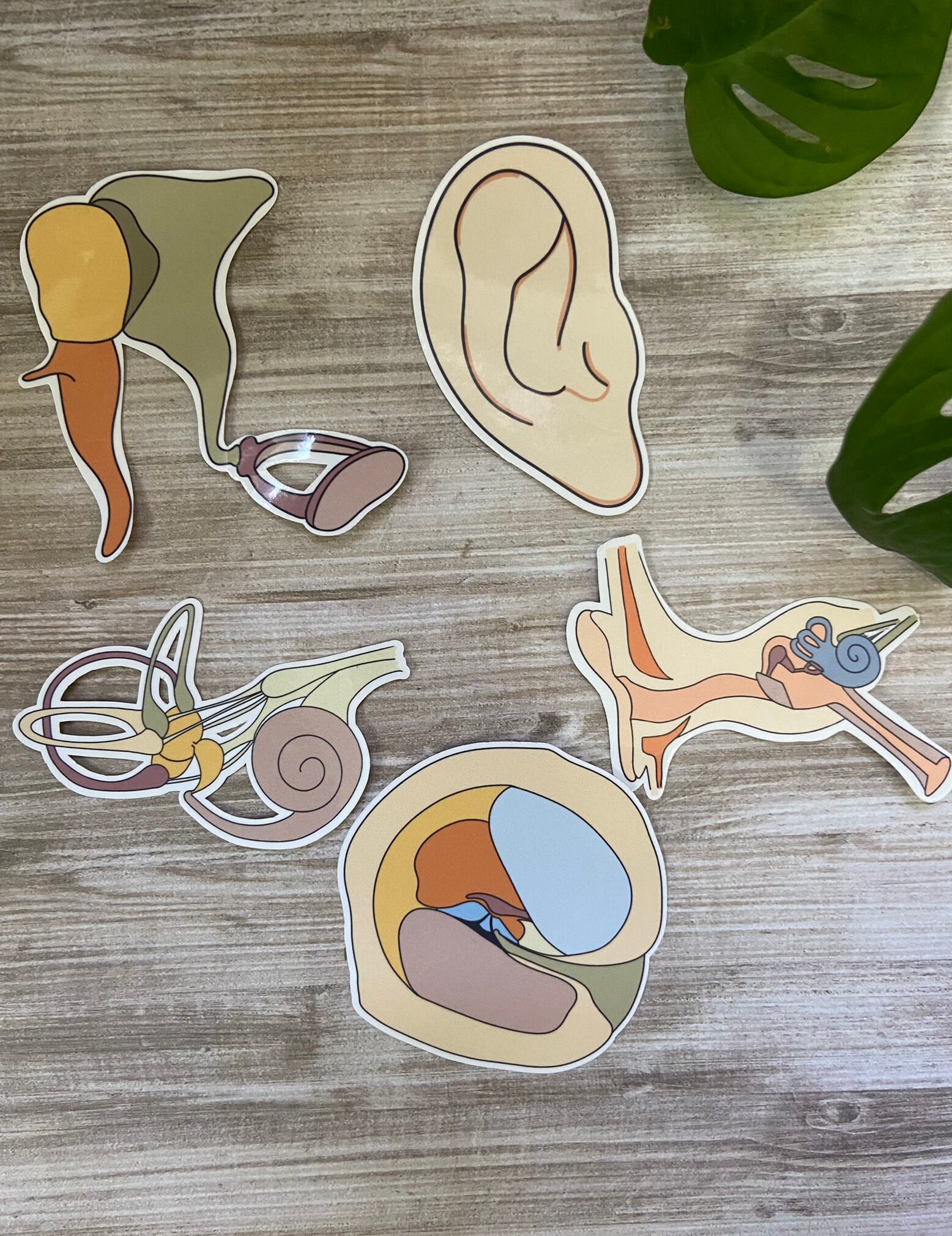 Ossicle Anatomy Sticker Audiology Hearing Loss Middle - Etsy