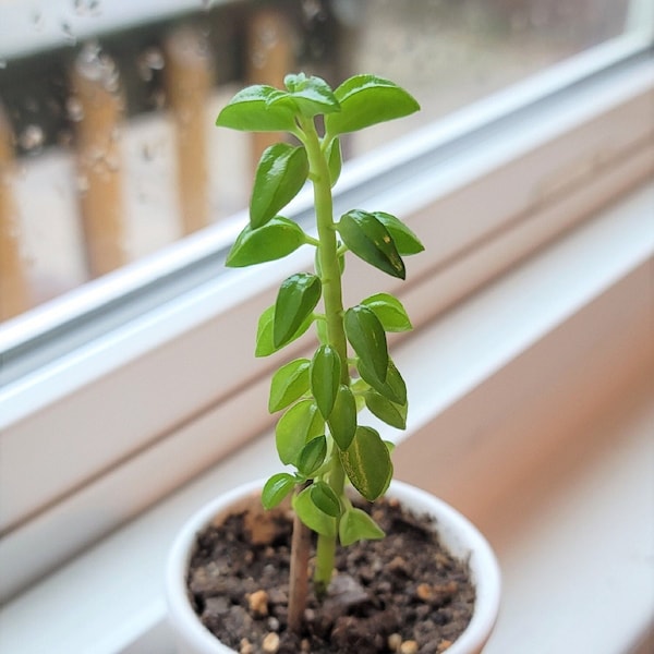 Live Succulent Plant - Etsy