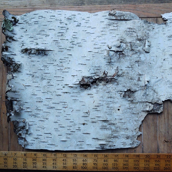 White Birch Bark - Etsy