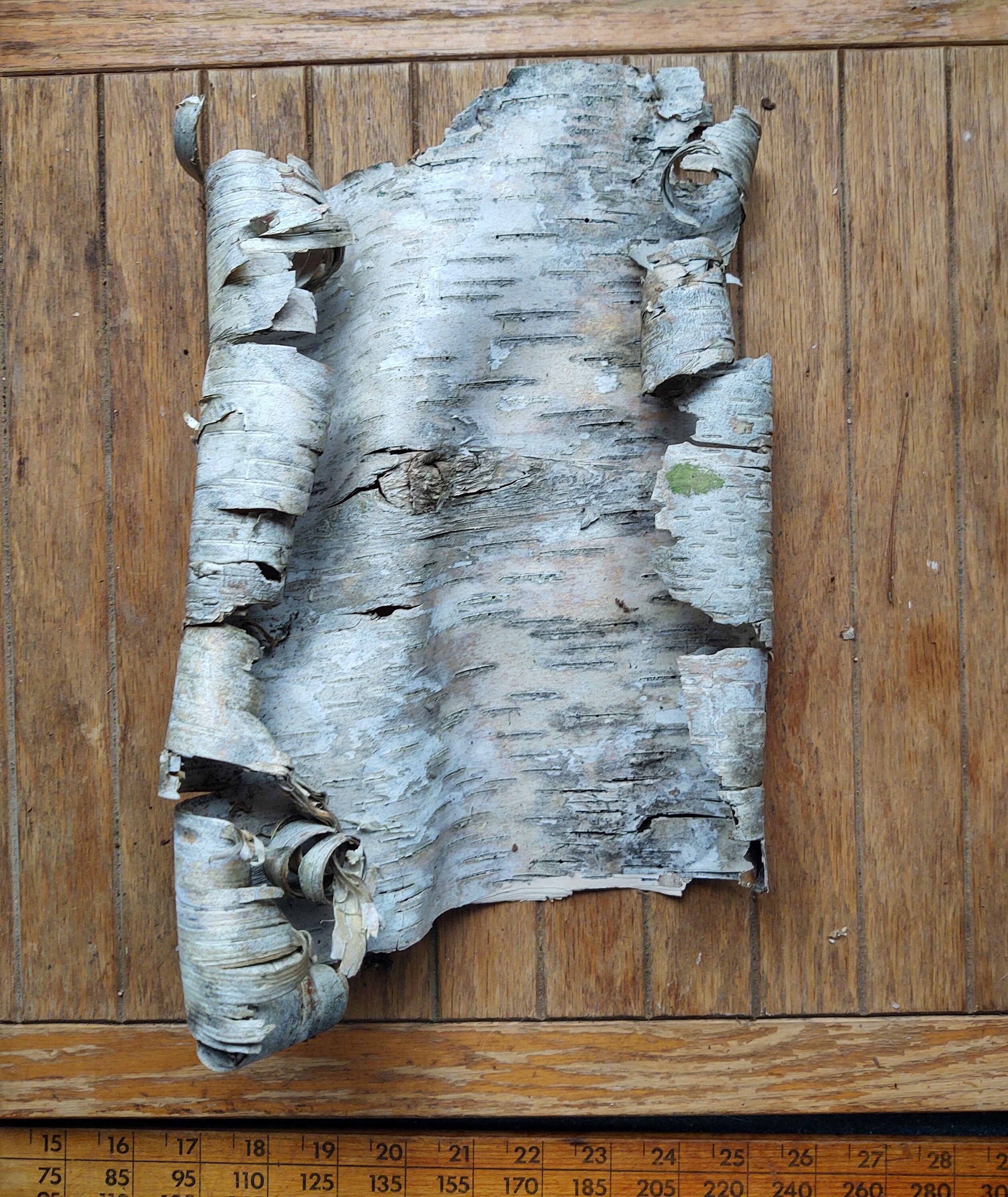 Birch Bark Paper