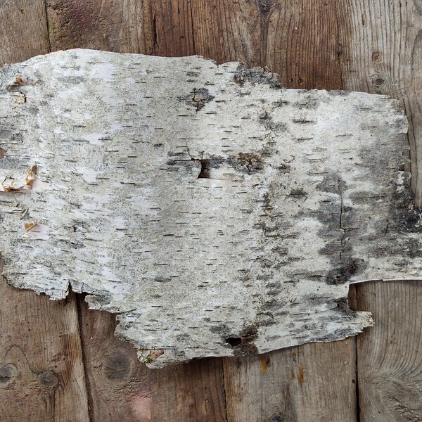 Natural Birch Bark - Etsy