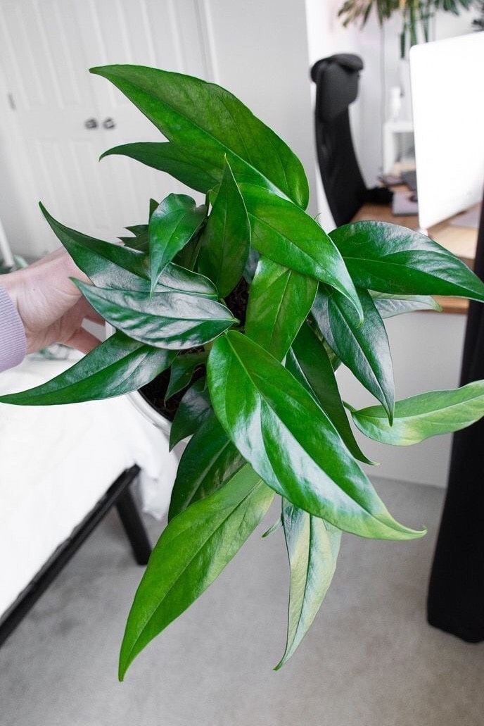 Baltic Blue Pothos (epipremnum Pinnatum) Cutting - Etsy Canada