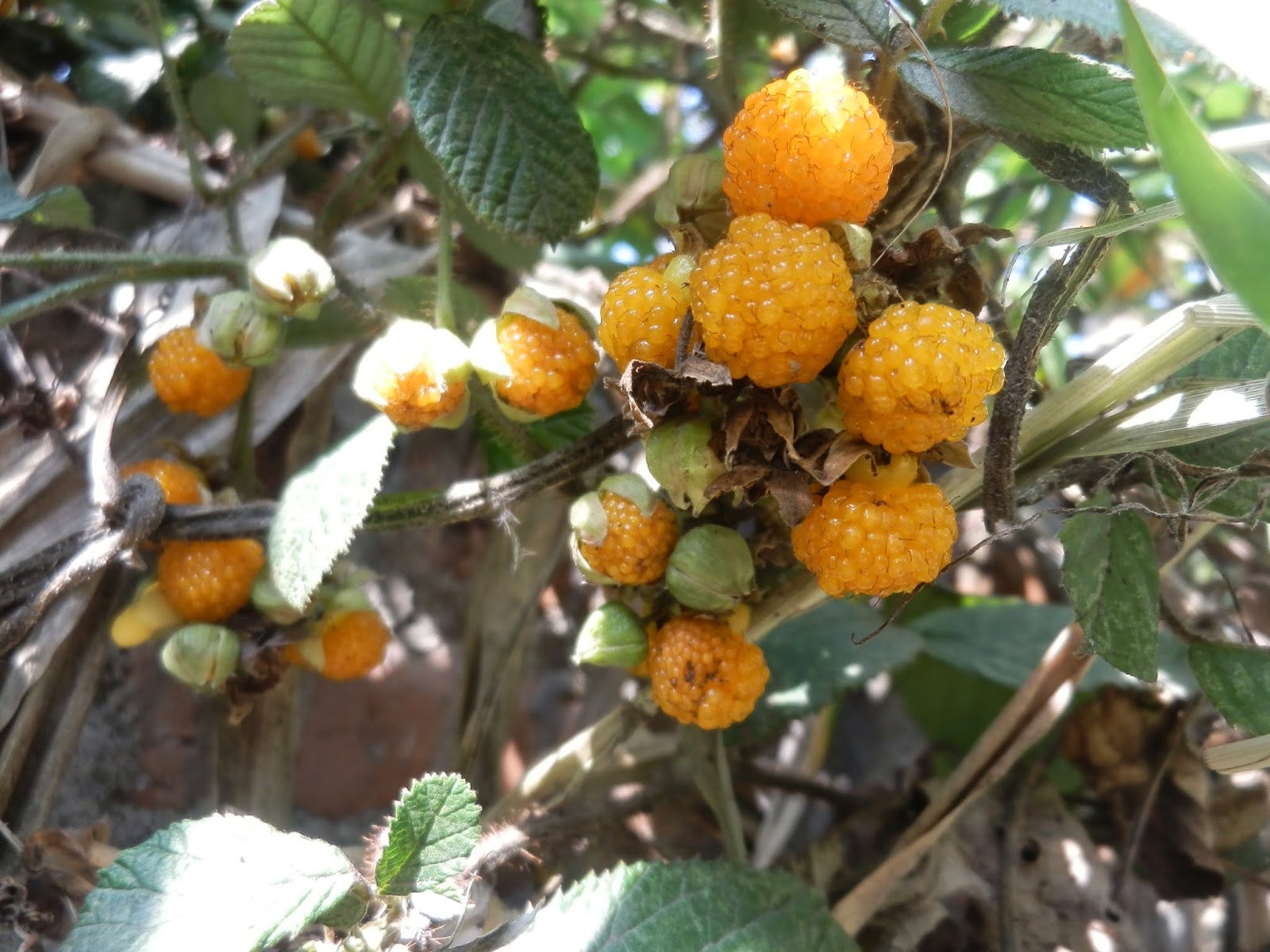 Wild Grown Himalayan Raspberry Tea - Etsy