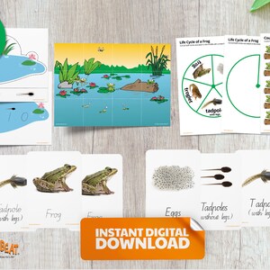 Frog Life Cycle Printable Resources Pack/ Three Little Tadpoles/ Music ...