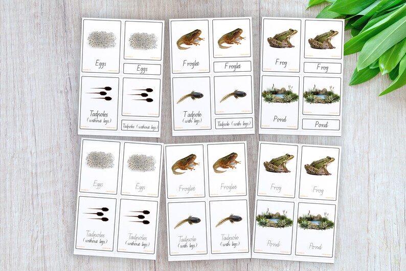 Frog Life Cycle Printable Resources Pack/ Three Little Tadpoles/ Music ...