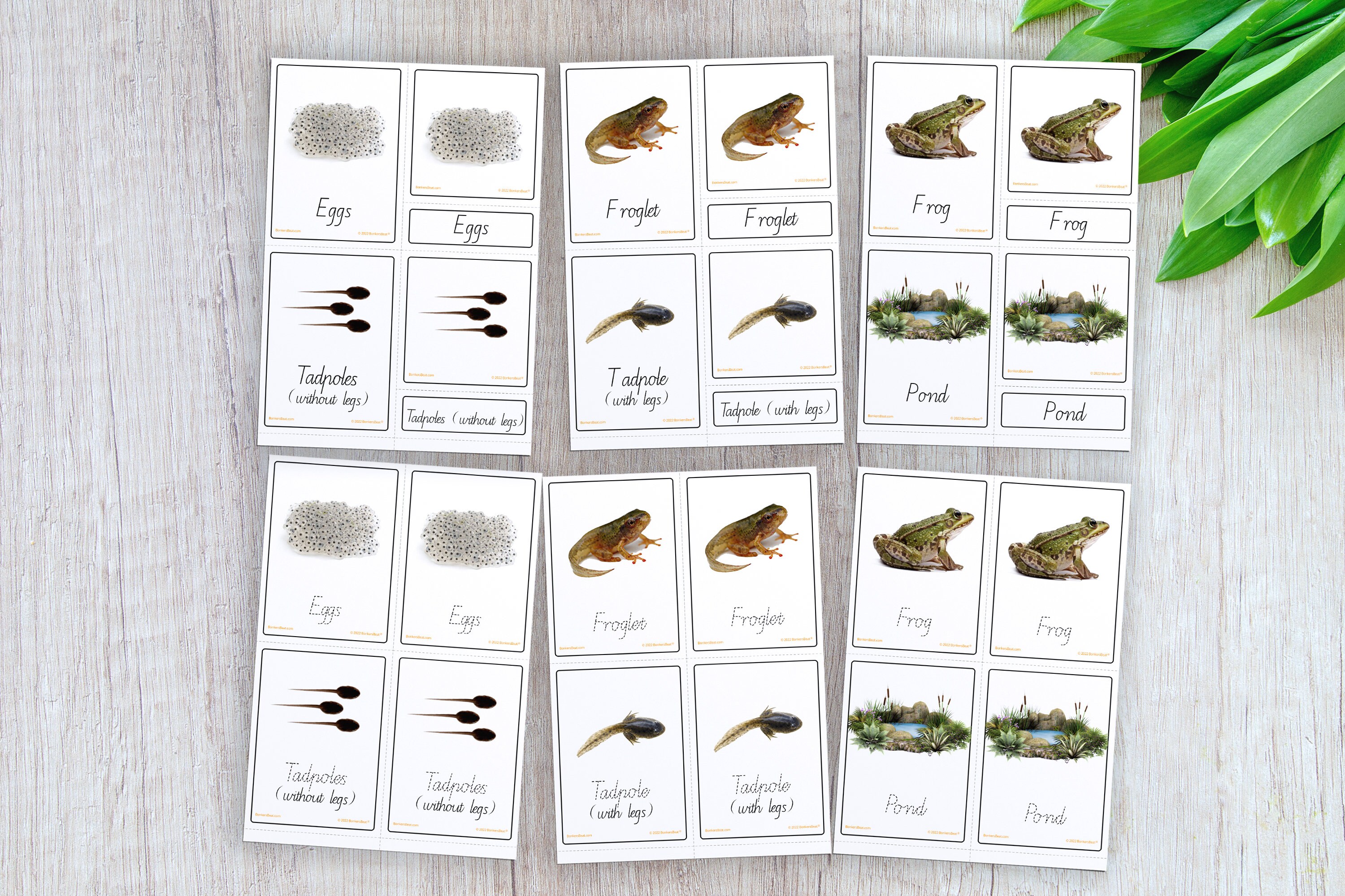 Frog Life Cycle Printable Resources Pack/ Three Little Tadpoles/ Music ...