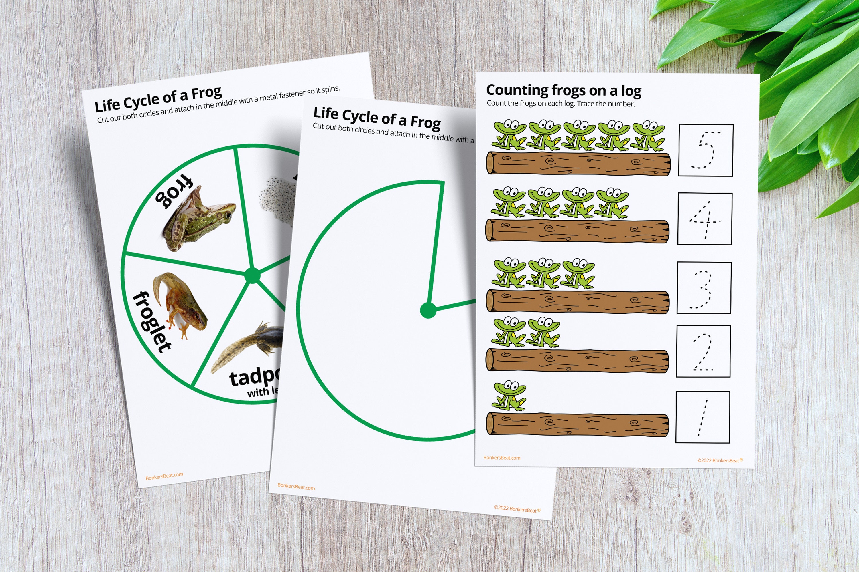 Frog Life Cycle Printable Resources Pack/ Three Little Tadpoles/ Music ...