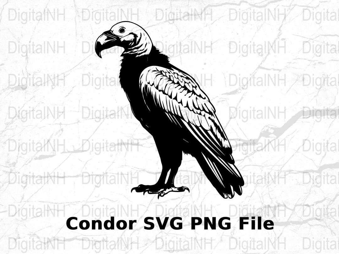 Majestic Eagle SVG File, Black and White Condor Bird Illustration ...