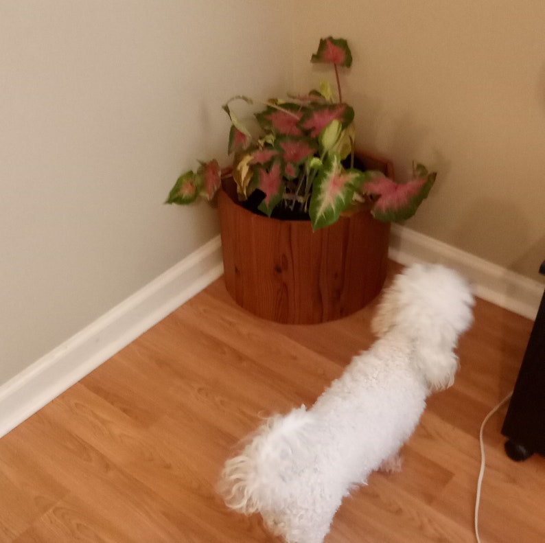 Indoor Cedar Corner Planter Box Flower Box - Etsy