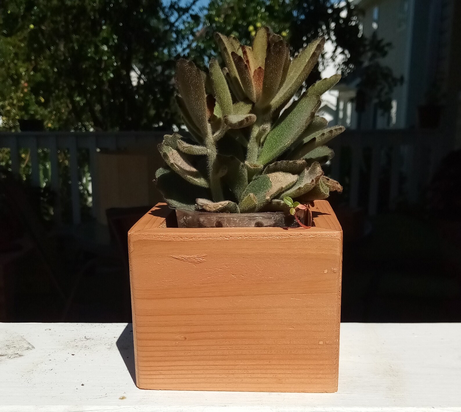 Cedar Handcrafted CACTI / Succulents Tower - Etsy