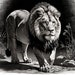 Lion Digital Designs for Laser Engraving: PNG Files for Laser Engraving ...