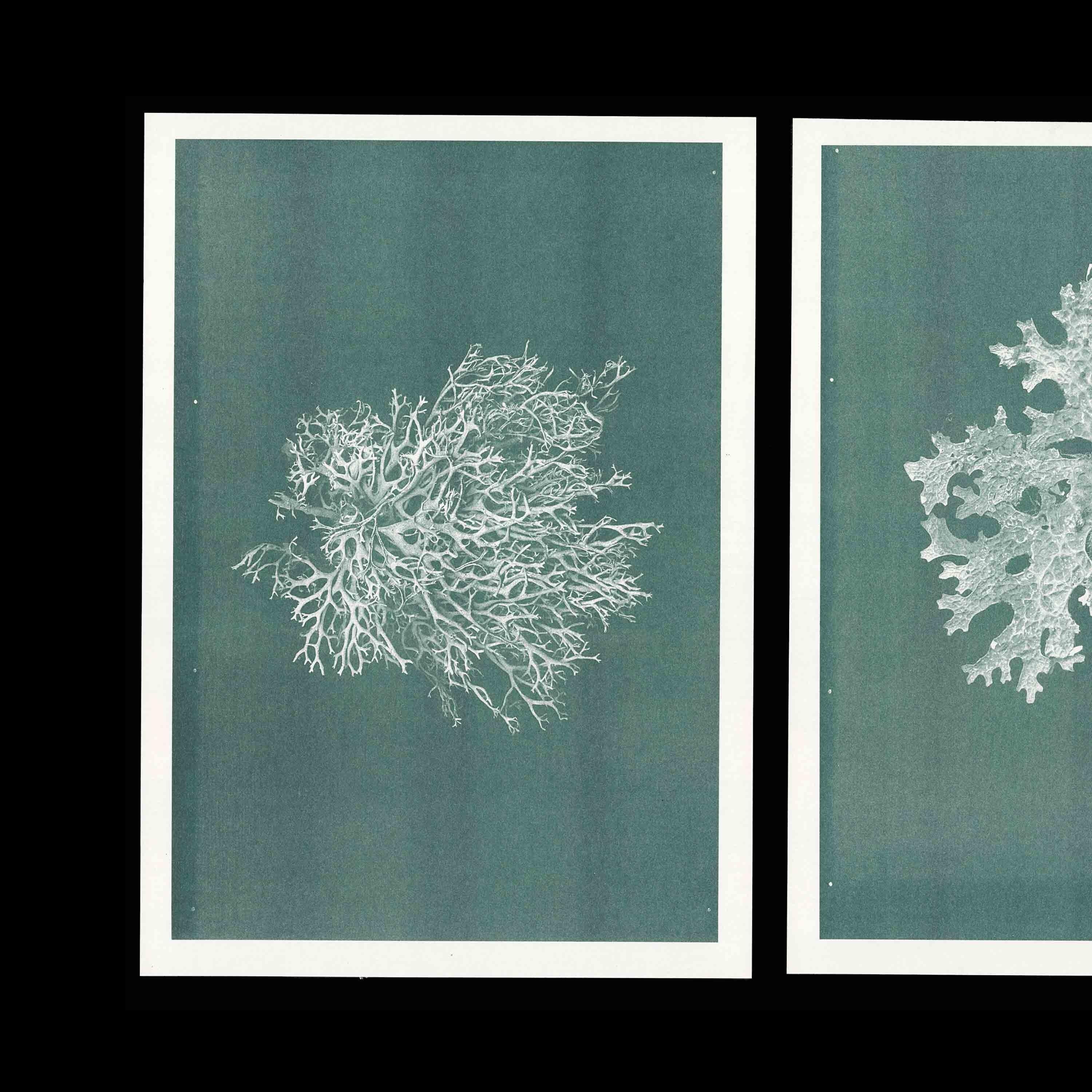 Riso Print Lichens - Etsy