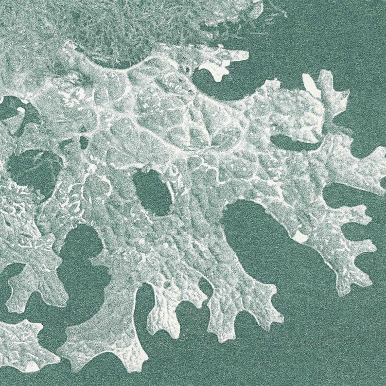 Riso Print Lichens - Etsy