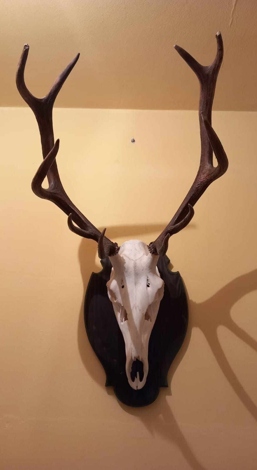 XXL Stag Skull cervus Elaphus - Etsy UK