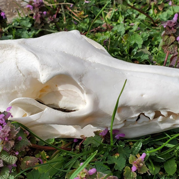 Wolf Skull - Etsy