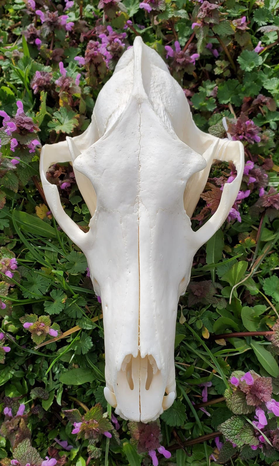 MANED WOLF SKULL chrysocyon Brachyurus Real Skull - Etsy UK