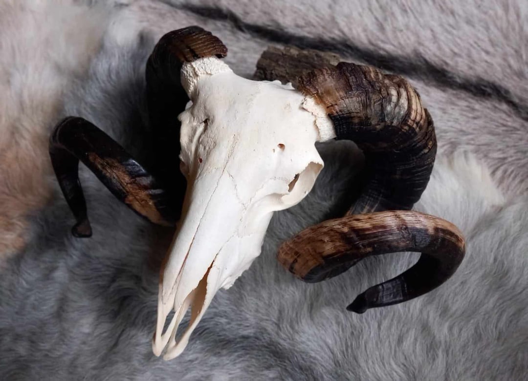 Large Burnt Oak Ram Skull 7 - Etsy